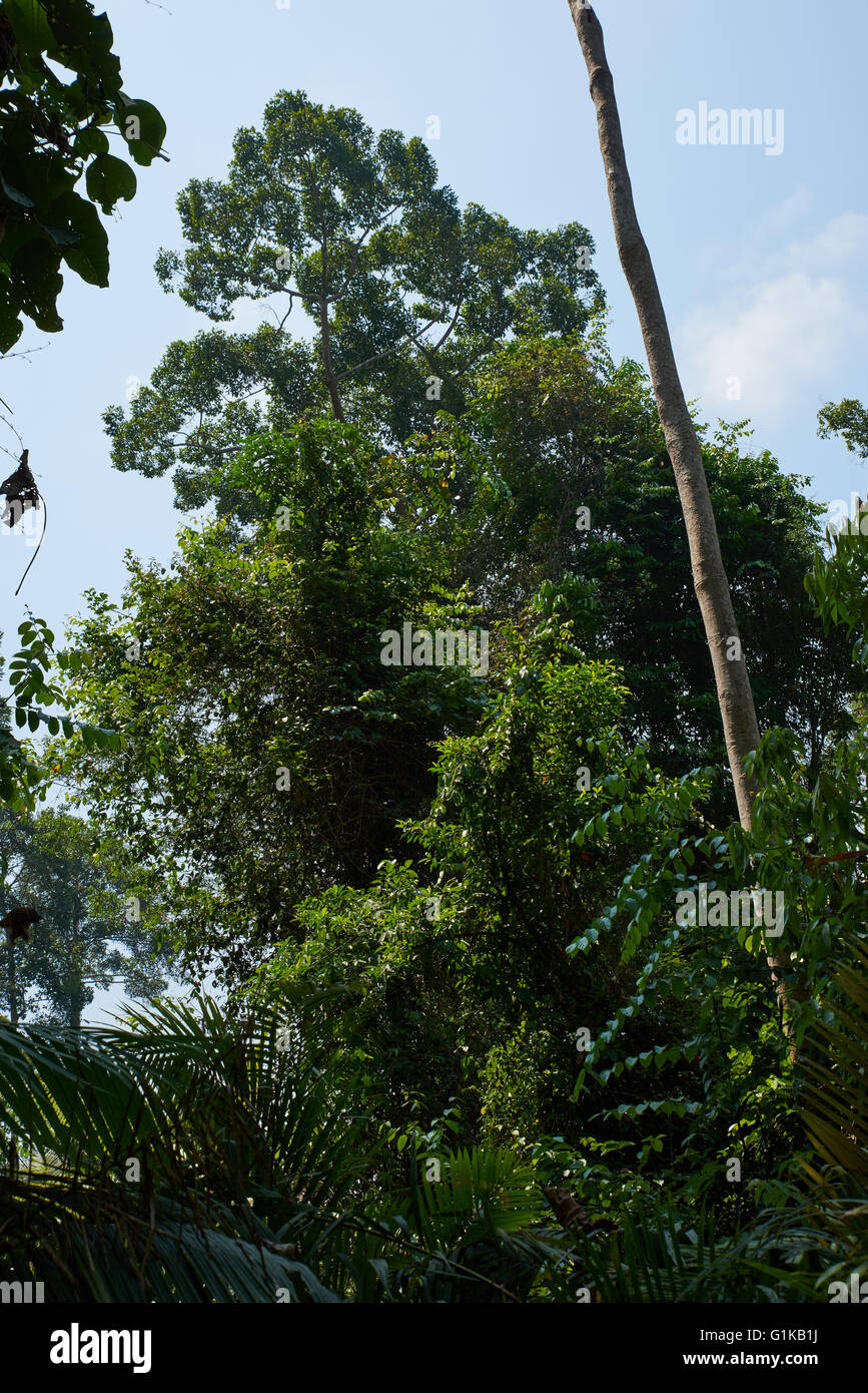 Khao Yai trees Stock Photo - Alamy