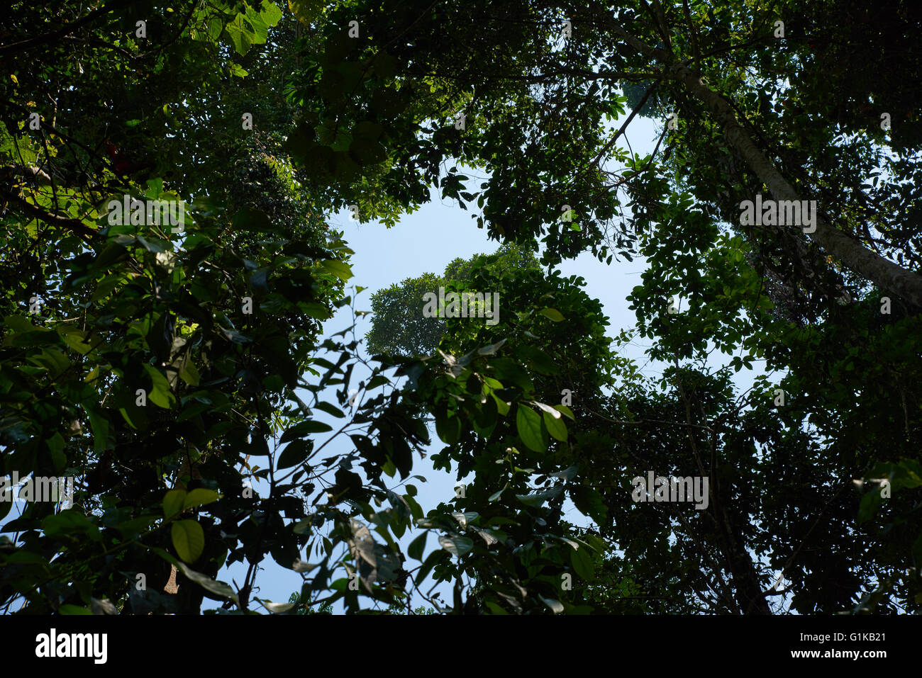 Khao Yai trees Stock Photo - Alamy