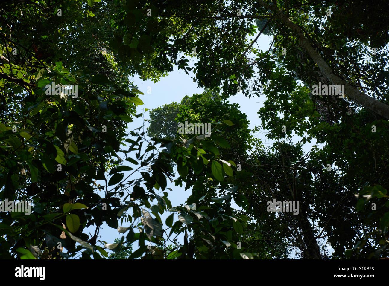 Khao Yai trees Stock Photo - Alamy