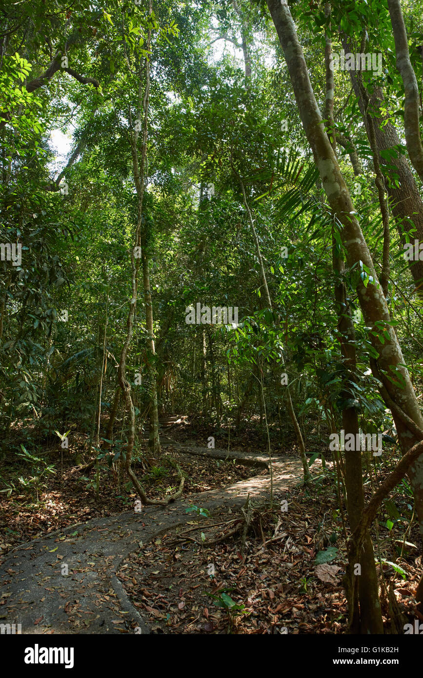 Khao Yai trees Stock Photo - Alamy