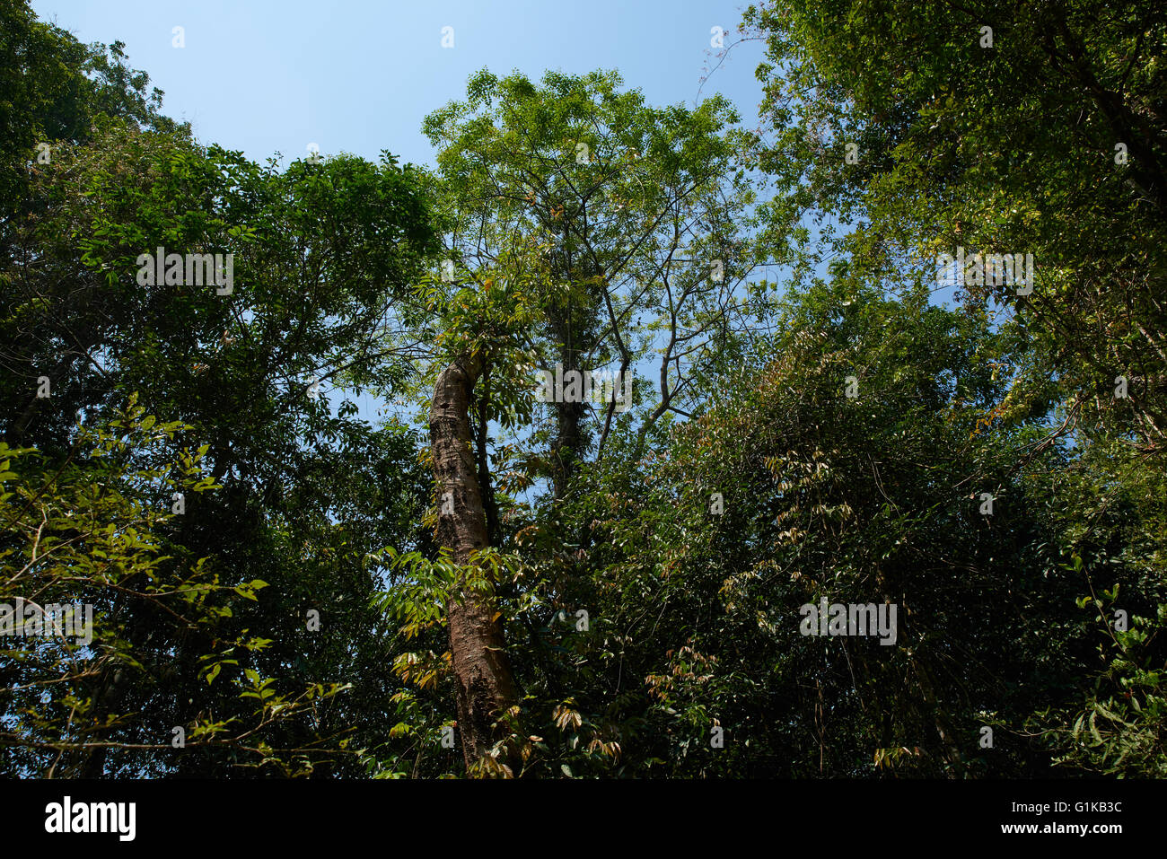 Khao Yai trees Stock Photo - Alamy