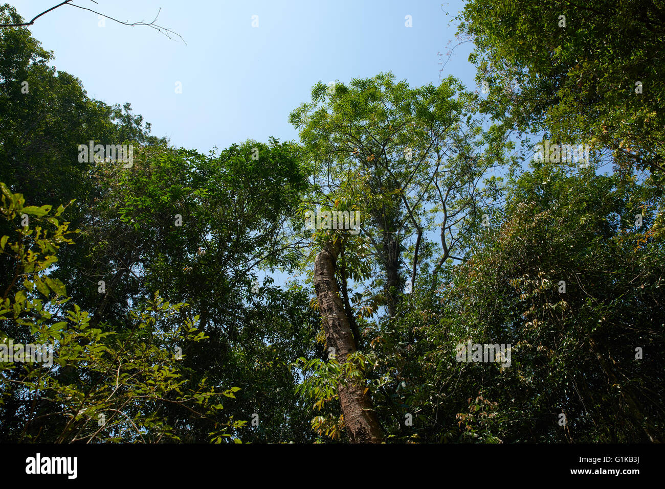 Khao Yai trees Stock Photo - Alamy