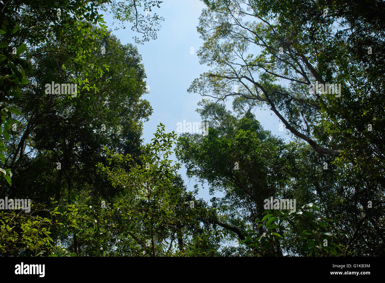 Khao Yai trees Stock Photo - Alamy