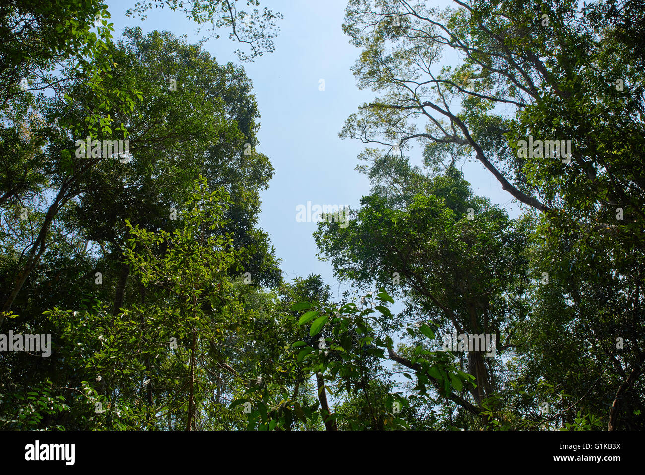 Khao Yai trees Stock Photo - Alamy