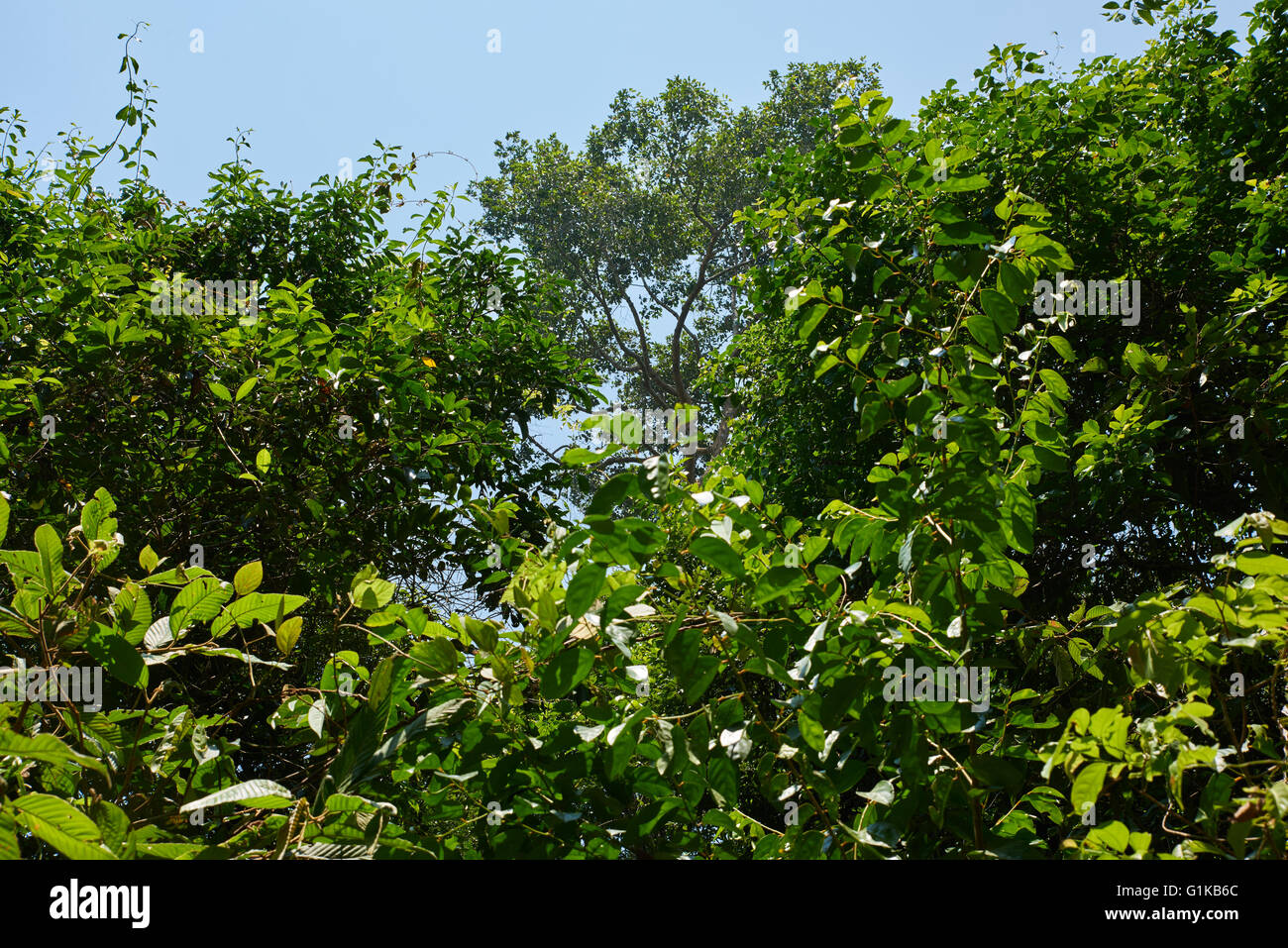 Khao Yai trees Stock Photo - Alamy