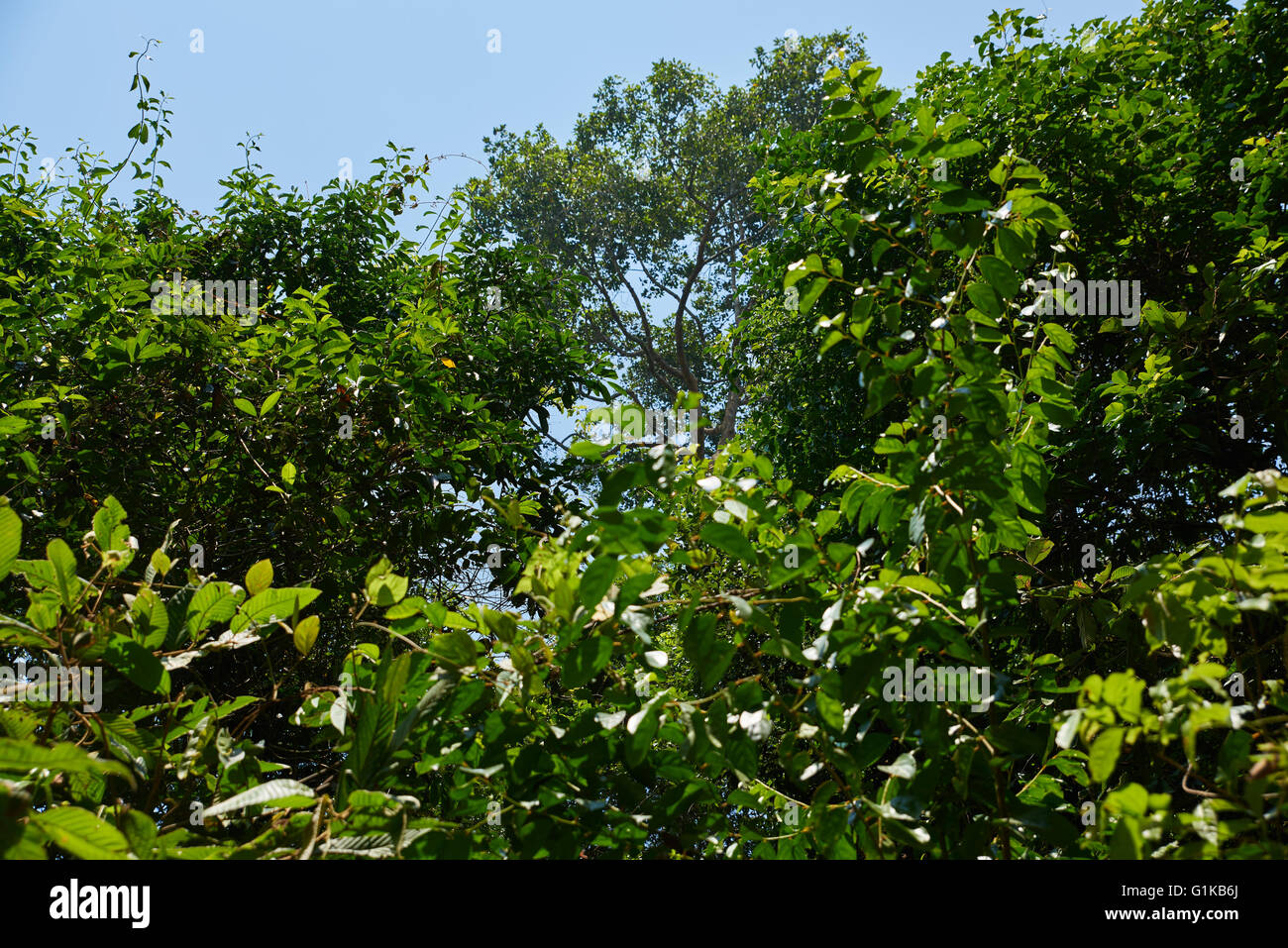 Khao Yai trees Stock Photo - Alamy