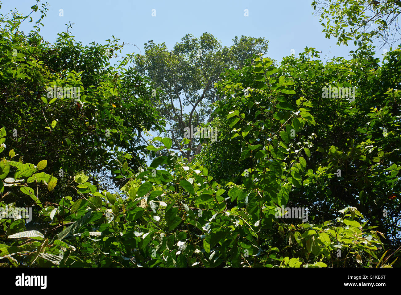 Khao Yai trees Stock Photo - Alamy