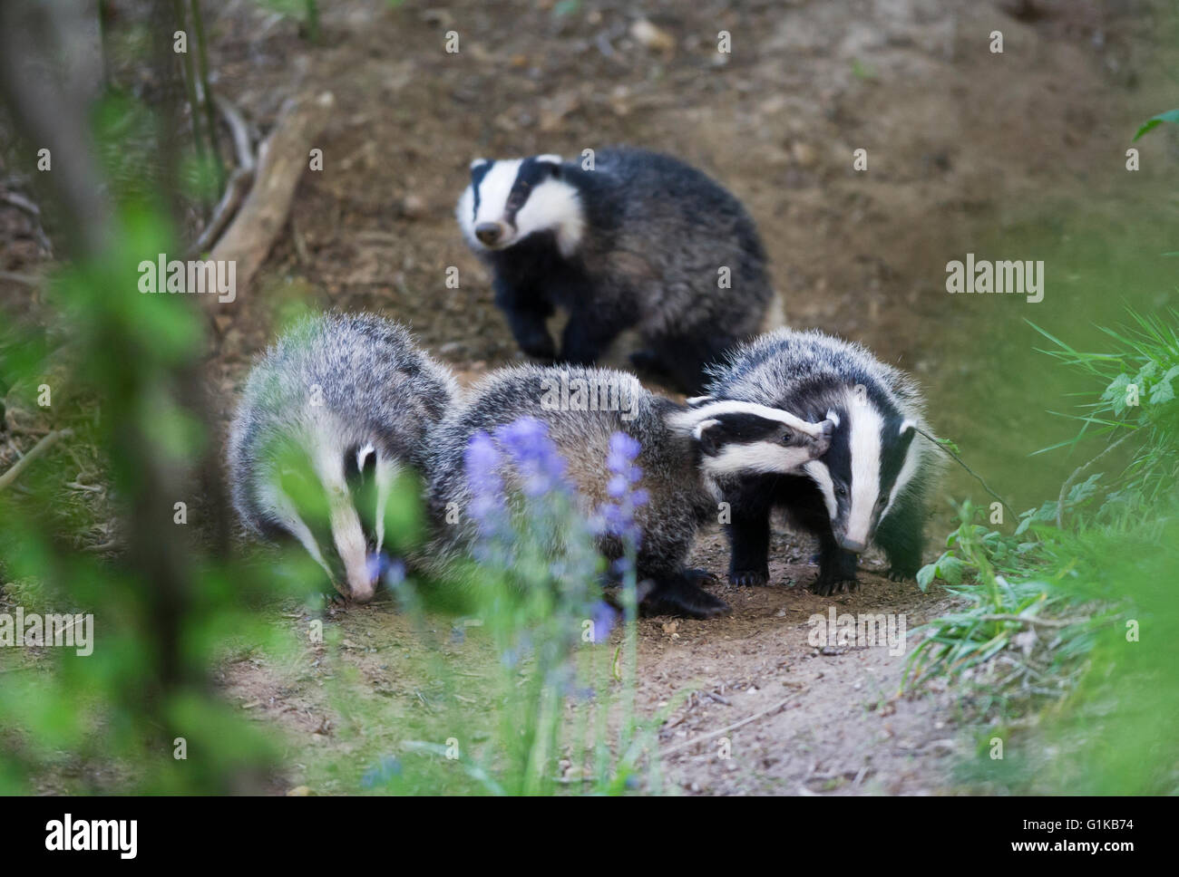 Four European Badger (Meles meles) cubs playing and foraging in ...