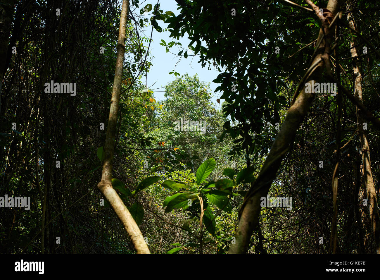 Khao Yai trees Stock Photo - Alamy