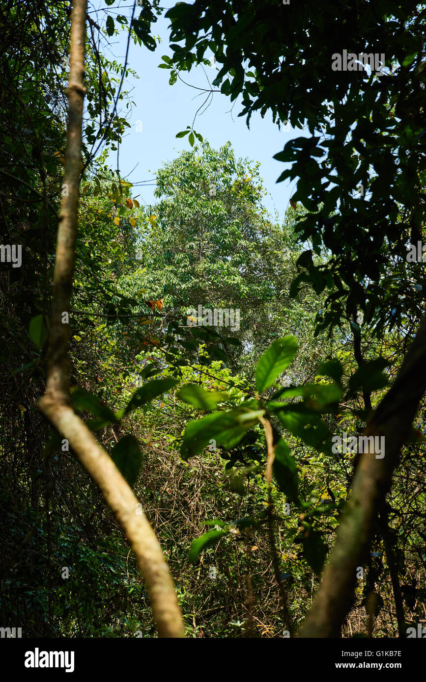 Khao Yai trees Stock Photo - Alamy