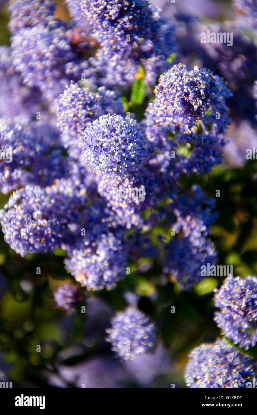 A Ceanothus shrub in bloom Stock Photo - Alamy
