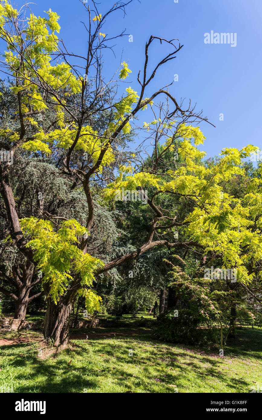 Robinia pseudoacacia 'Frisia', Acacia frisia, Botanical Garden, Palermo ... Robinia pseudoacacia 'Frisia', Acacia frisia, Botanical Garden, Palermo ...