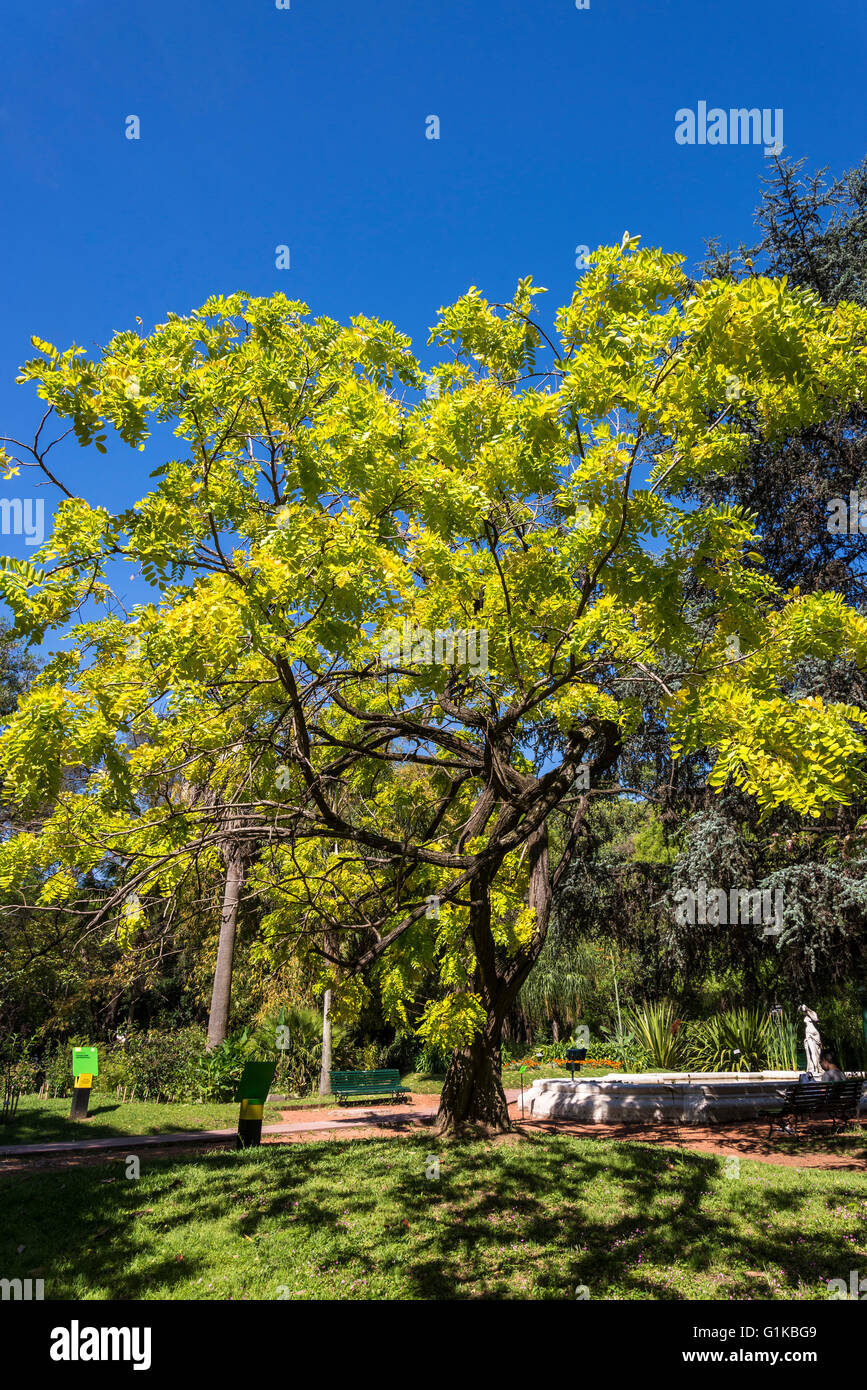 Acacia robinia pseudoacacia frisia hi-res stock photography and images ...