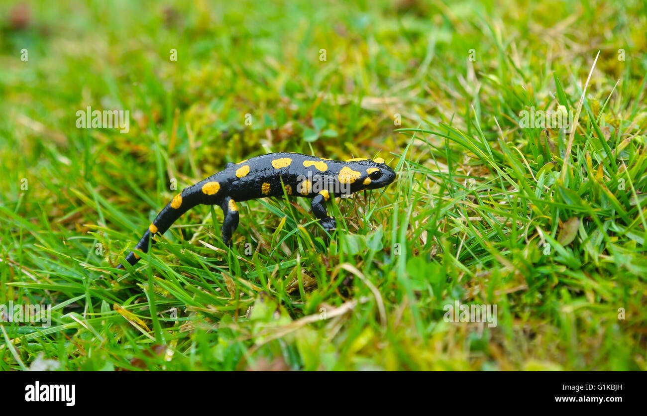 fire salamander in the grass Stock Photo - Alamy