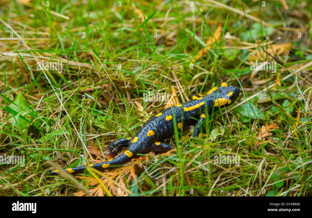 Colorful salamander hi-res stock photography and images - Alamy