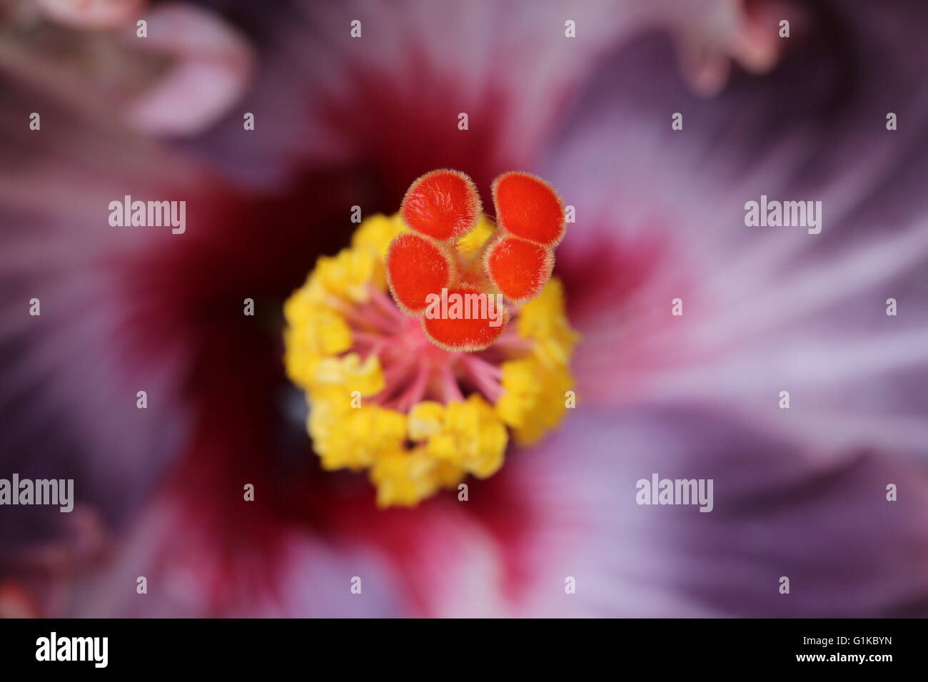 Hibiscus flower pestle macro Stock Photo - Alamy