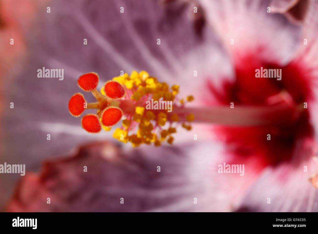 Pollen of hibiscus hi-res stock photography and images - Alamy
