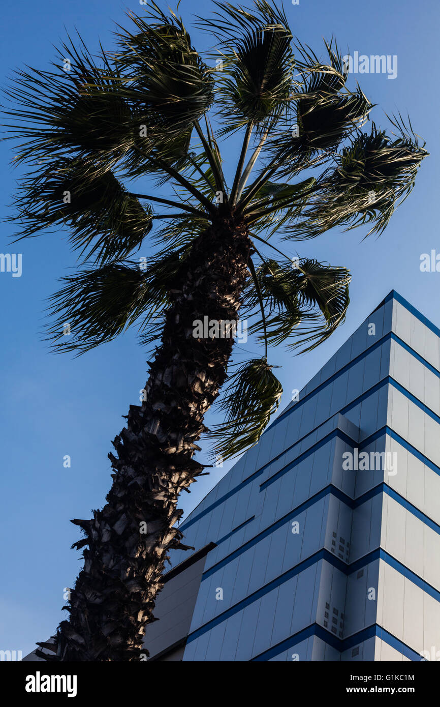 Palm tree fronds growth hi-res stock photography and images - Alamy