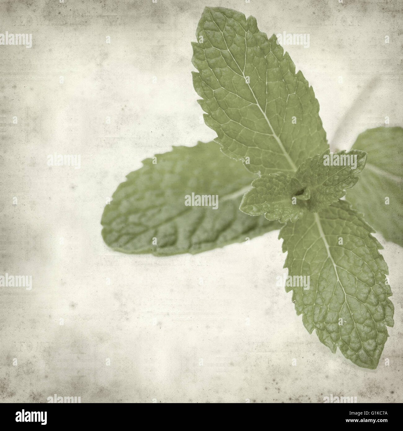 textured old paper background with fresh garden mint Stock Photo - Alamy