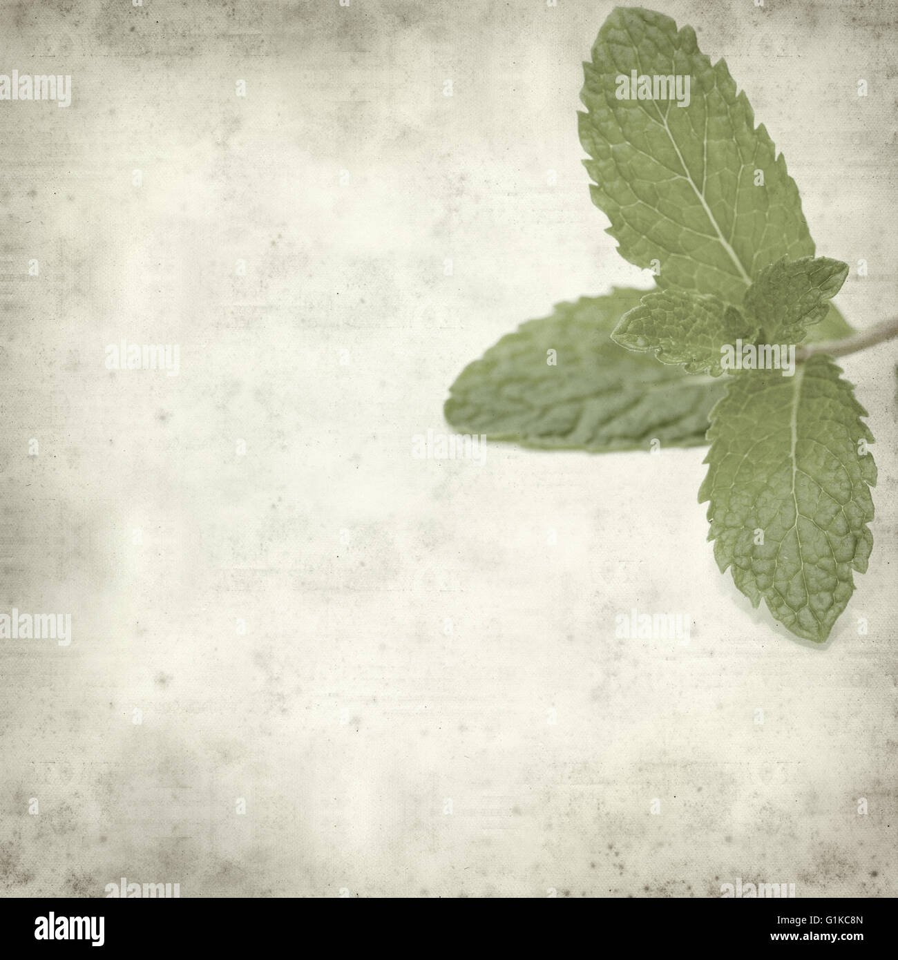 textured old paper background with fresh garden mint Stock Photo - Alamy
