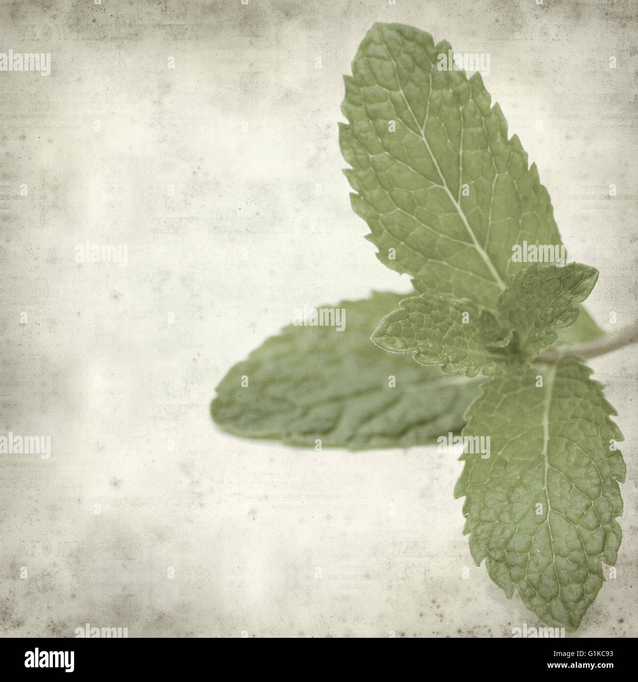 textured old paper background with fresh garden mint Stock Photo - Alamy