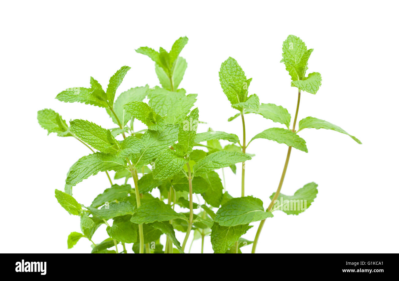 growing garden mint plants isolted on white Stock Photo - Alamy