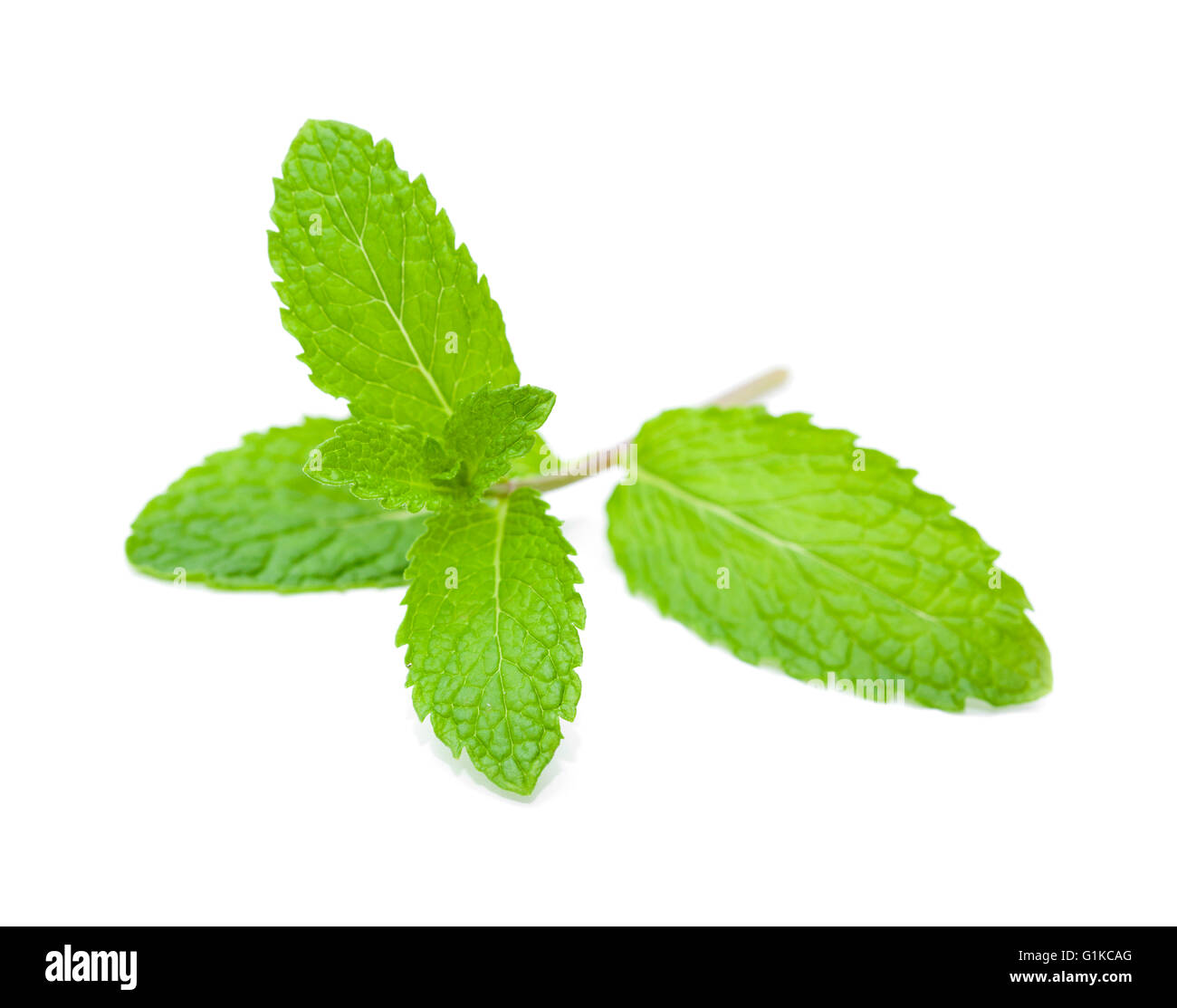 Leaf springs Cut Out Stock Images & Pictures - Alamy