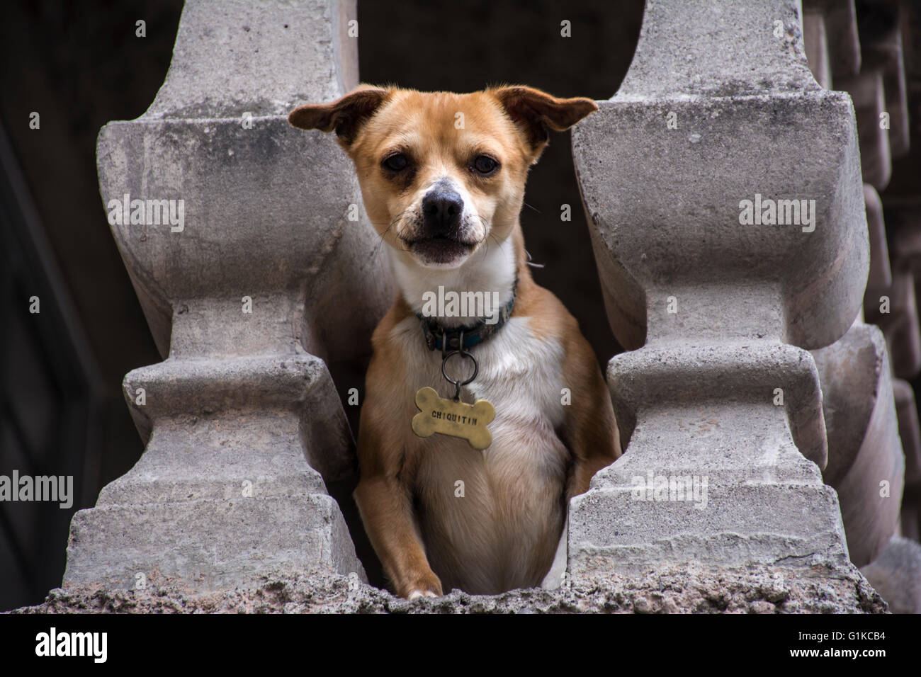Curious dog peeking from balcony. Mexico Stock Photo - Alamy