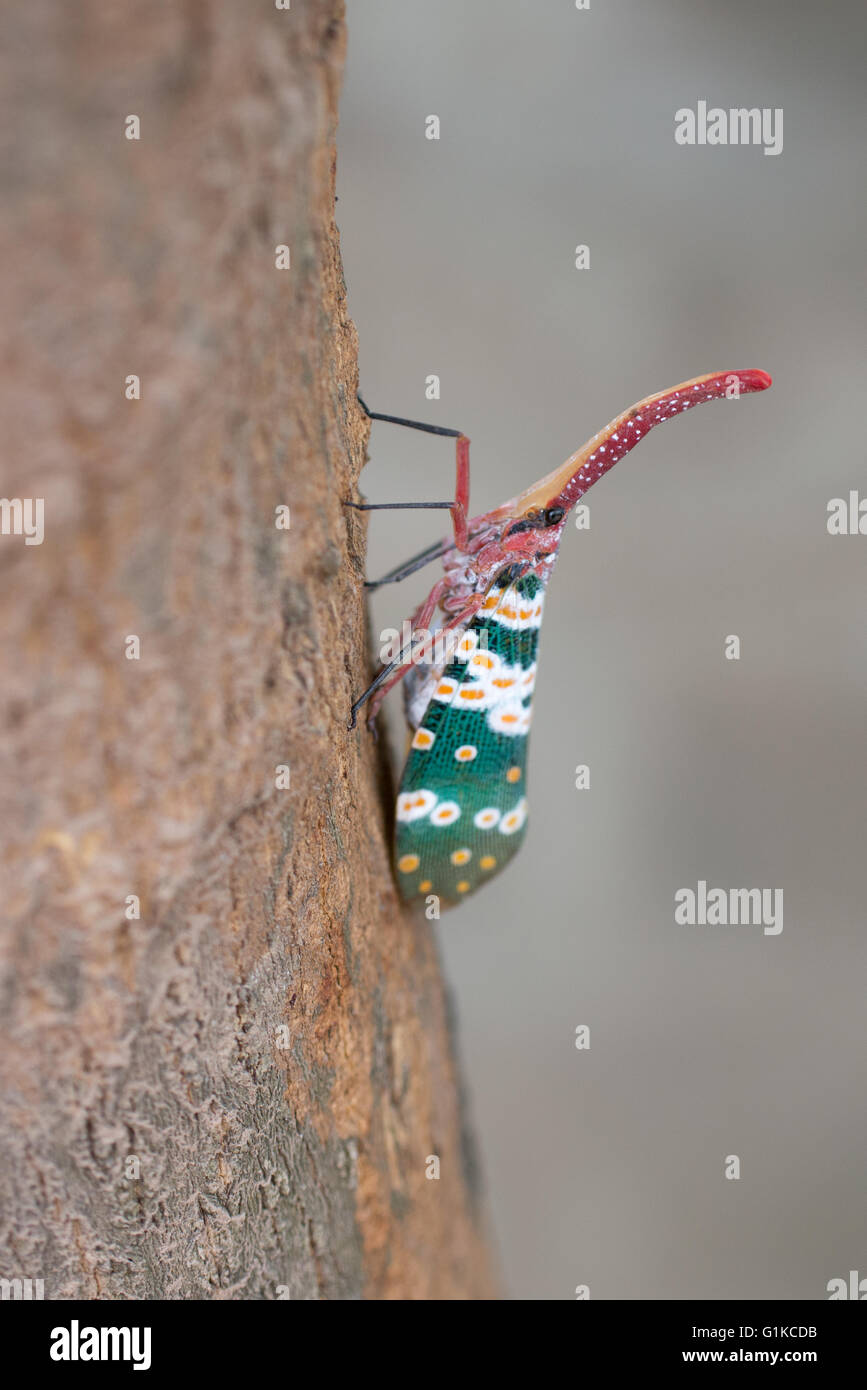 Bug located on the trunk of a tree Stock Photo - Alamy