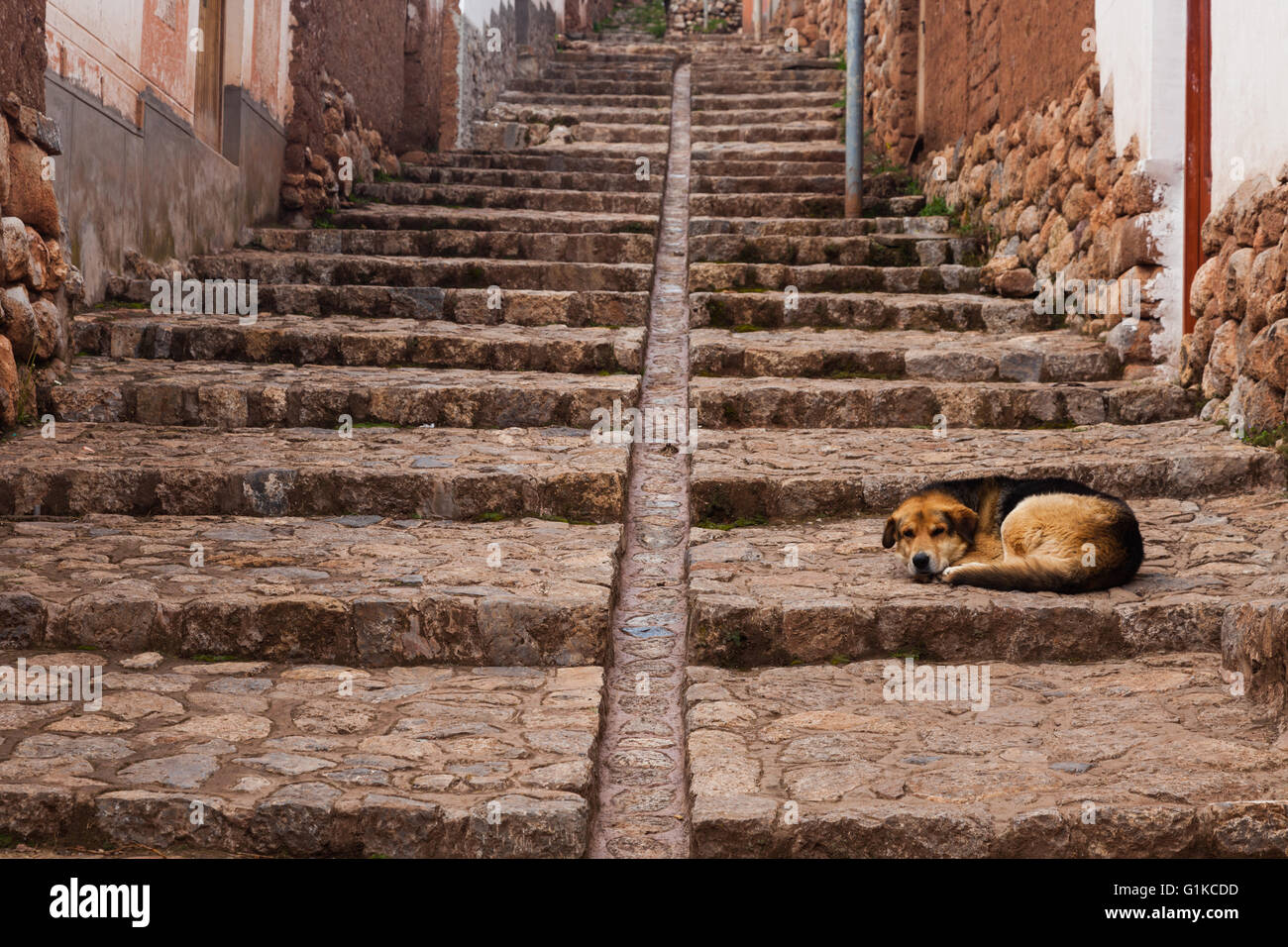 A sleeping dog on a street in Chinchero, Peru Stock Photo - Alamy