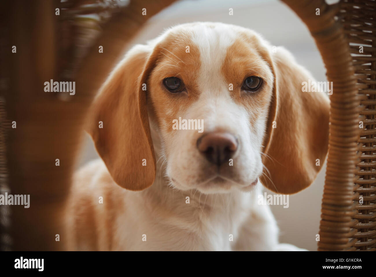 Dogs and pets Stock Photo - Alamy
