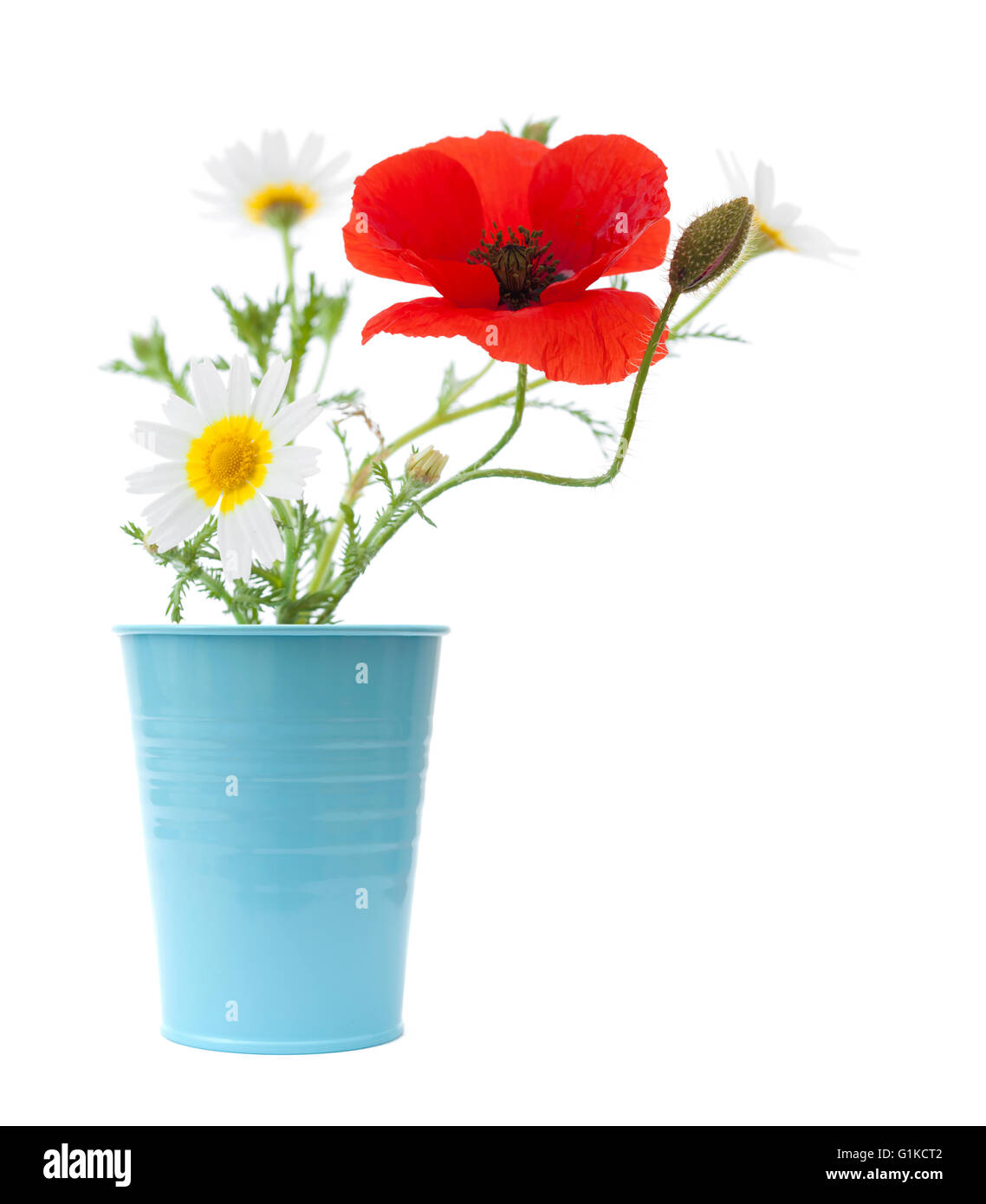 simple posy of Poppy and garland chrysanthemums isolated on white ...
