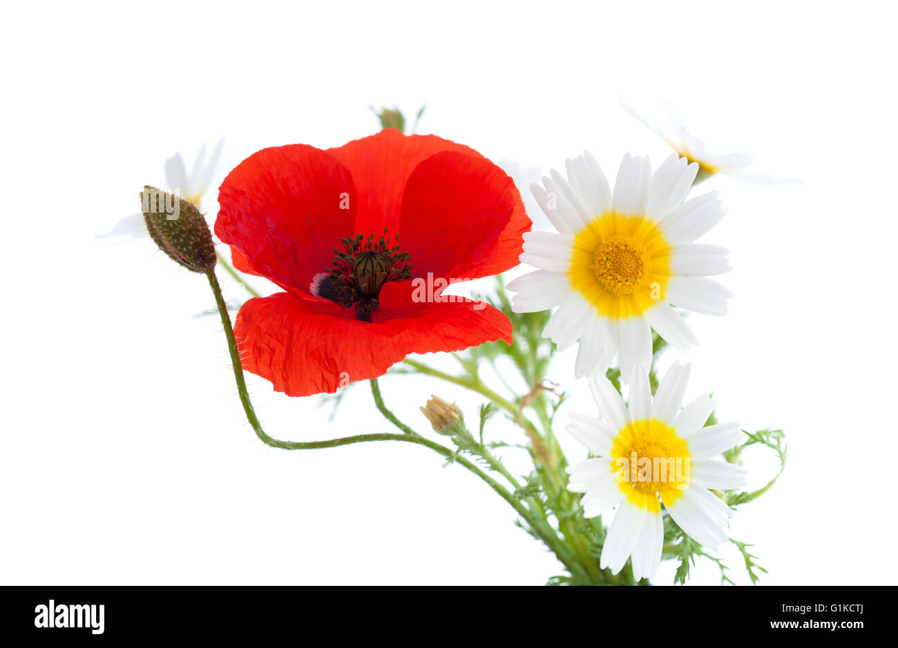 Poppy daisy cut out hi-res stock photography and images - Alamy