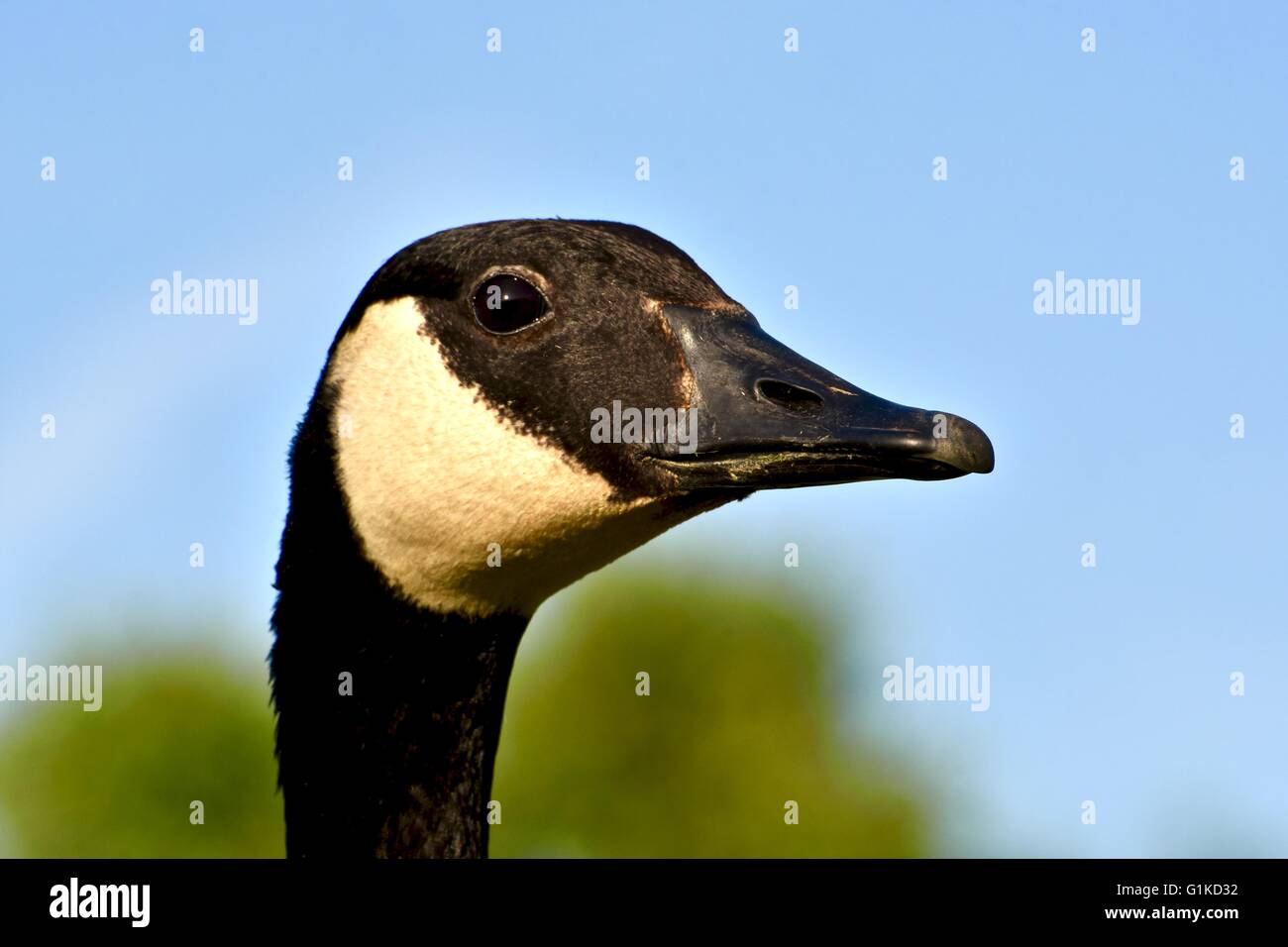 A beautiful Canadian goose shot up close on a blue sky day Stock Photo ...