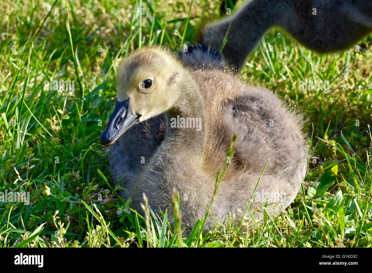 A cute Canadian goose gosling Stock Photo - Alamy