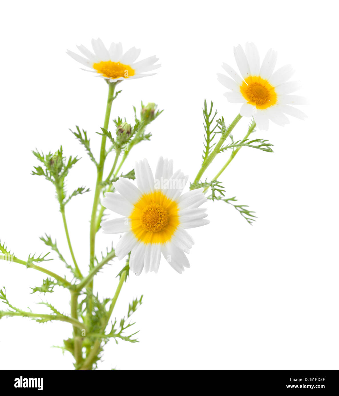 Yellow floral garland Cut Out Stock Images & Pictures - Alamy