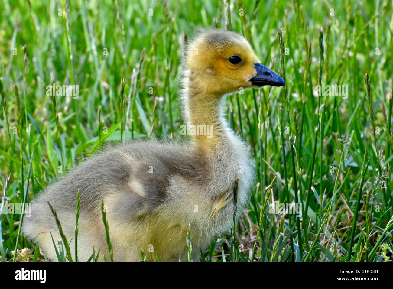 A cute Canadian goose gosling Stock Photo - Alamy