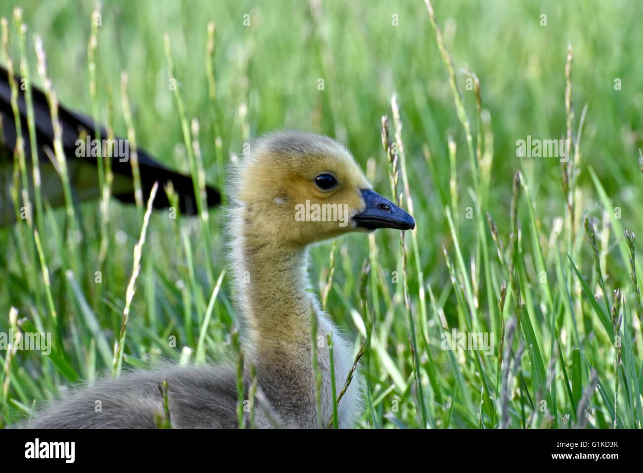 A cute Canadian goose gosling Stock Photo - Alamy