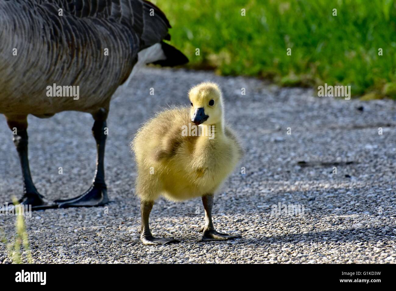 A cute Canadian goose gosling Stock Photo - Alamy