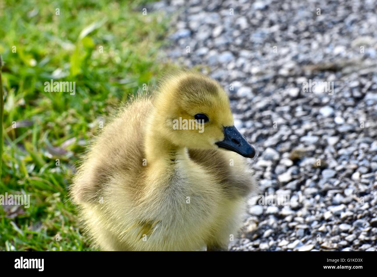 A cute Canadian goose gosling Stock Photo - Alamy