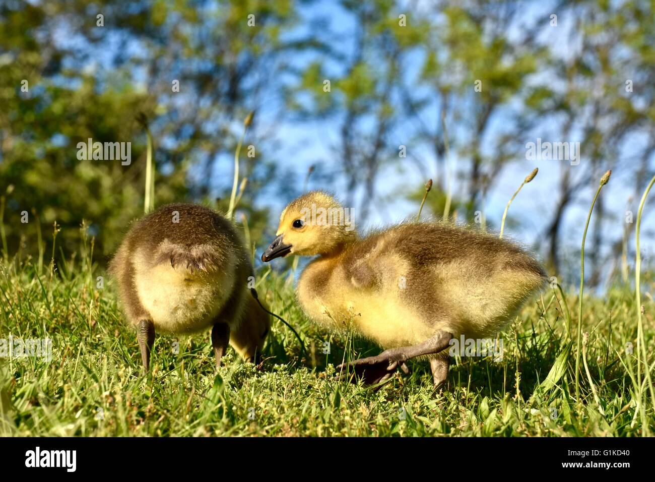 A cute Canadian goose gosling Stock Photo - Alamy