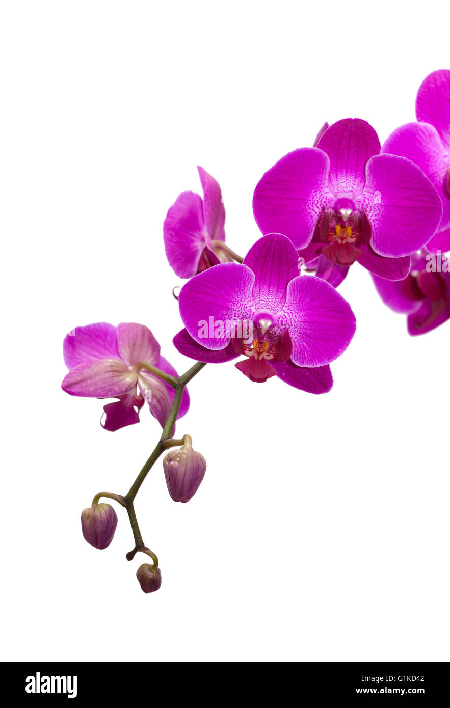 dark magenta phalenopsis, moth orchid; isolated on white Stock Photo ...