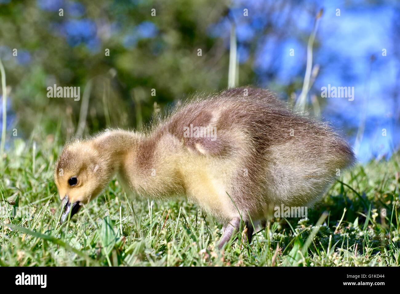A cute Canadian goose gosling Stock Photo - Alamy