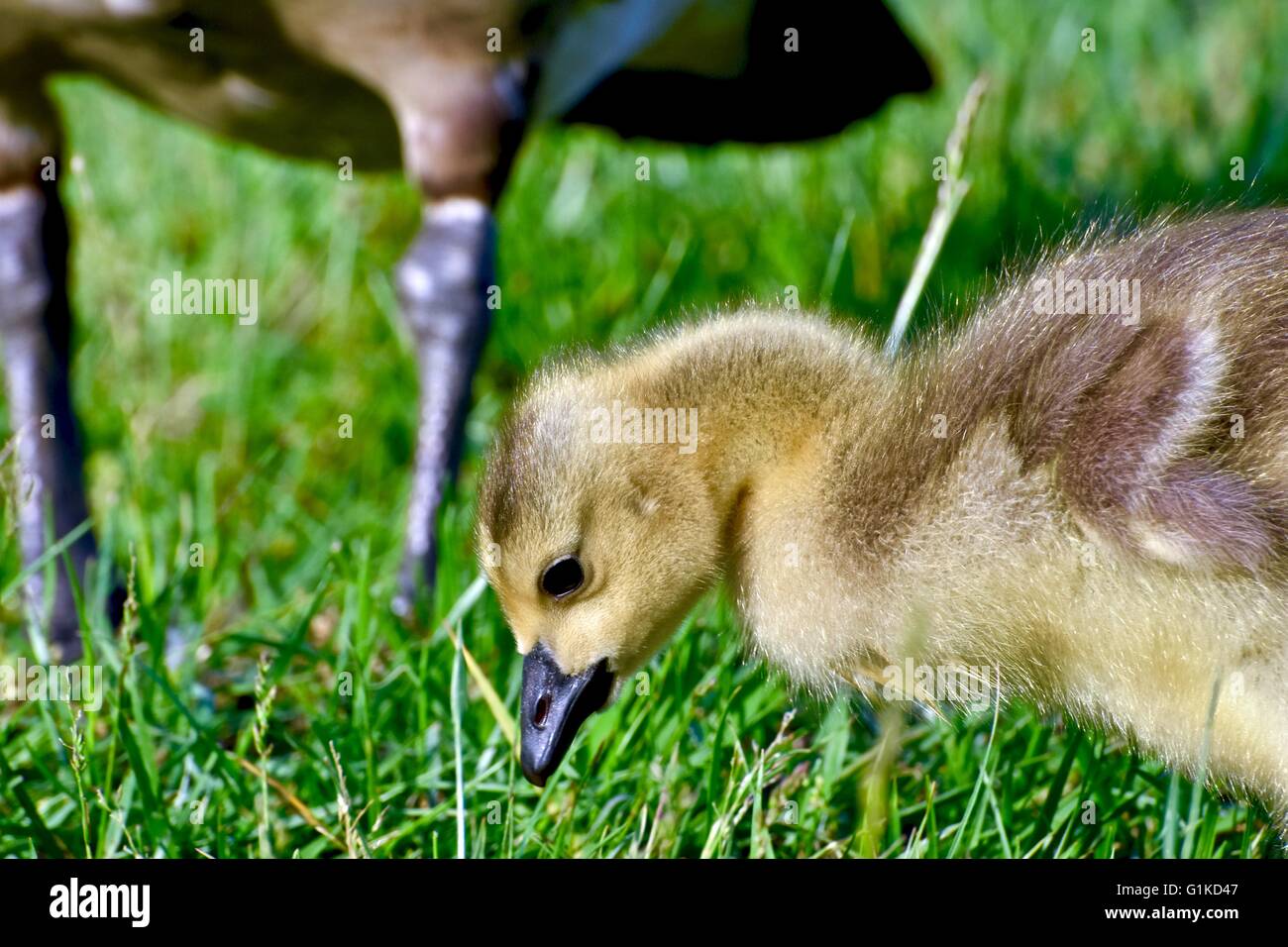A cute Canadian goose gosling Stock Photo - Alamy