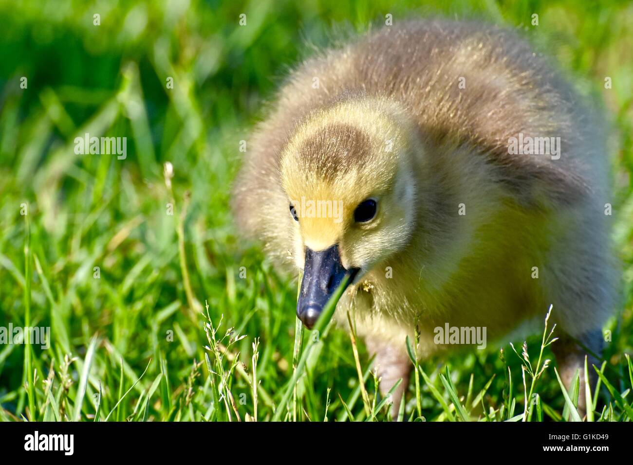 A cute Canadian goose gosling Stock Photo - Alamy