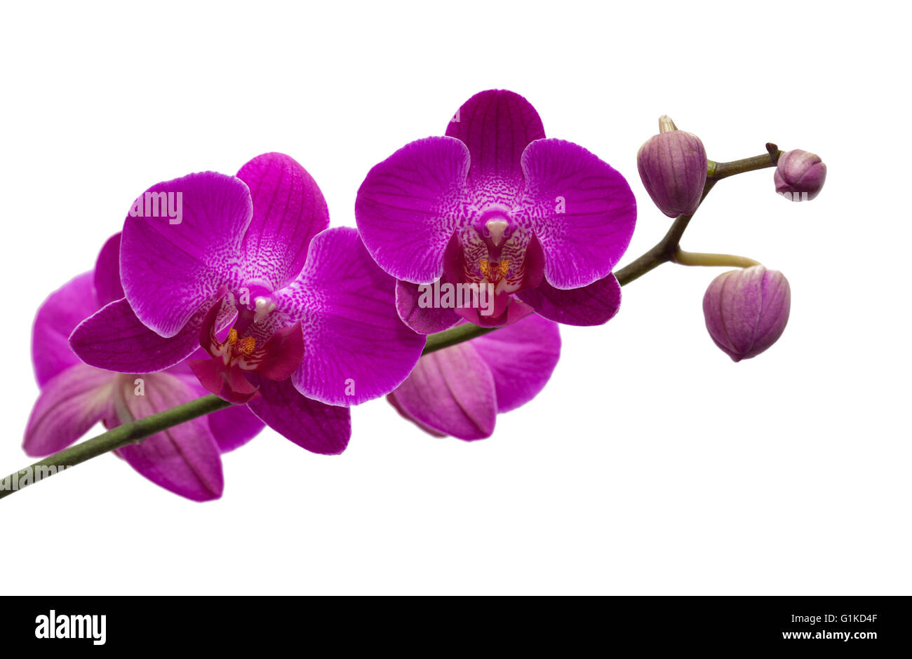 Dark moth with white spots hi-res stock photography and images - Alamy