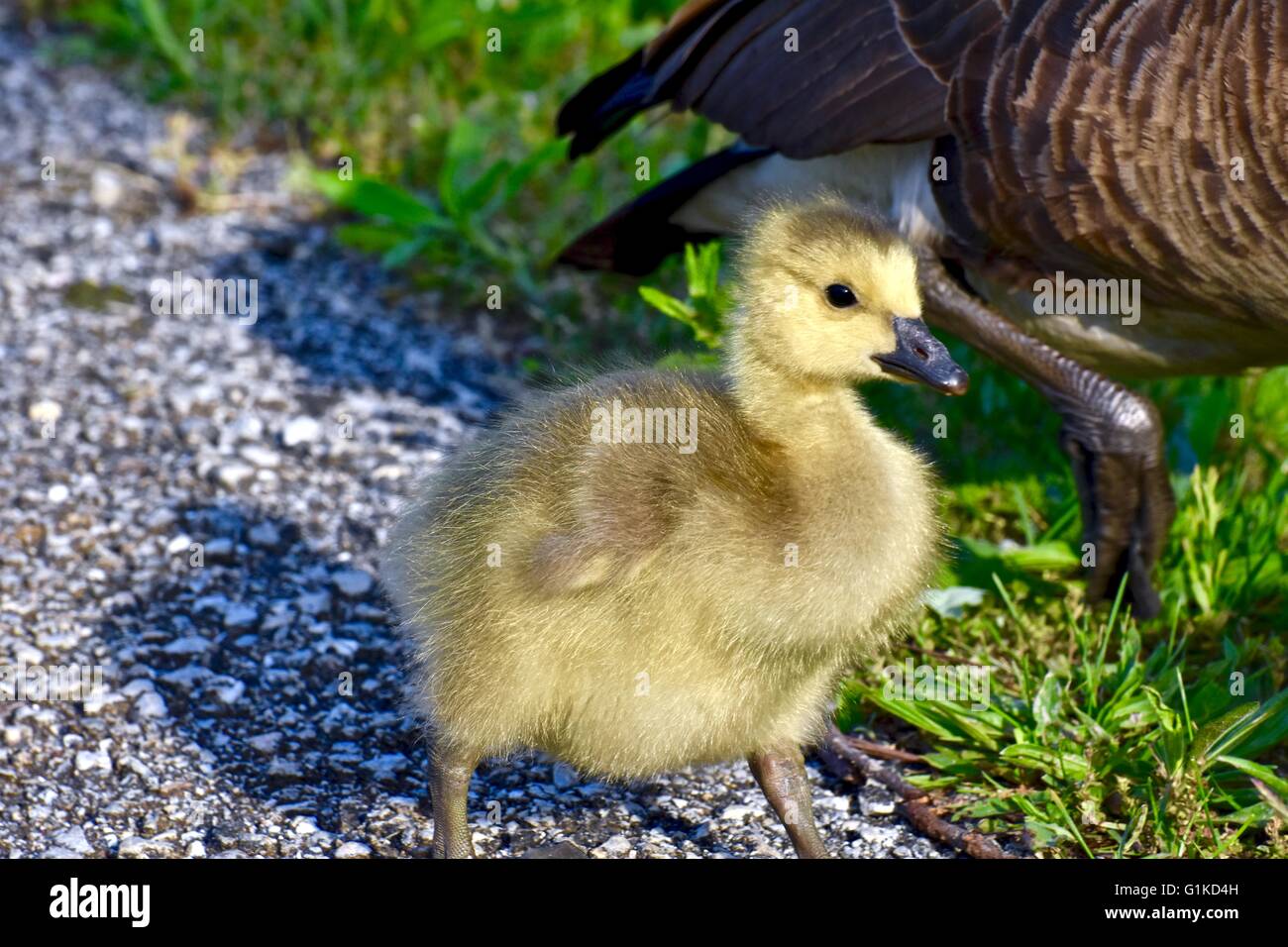 A cute Canadian goose gosling Stock Photo - Alamy