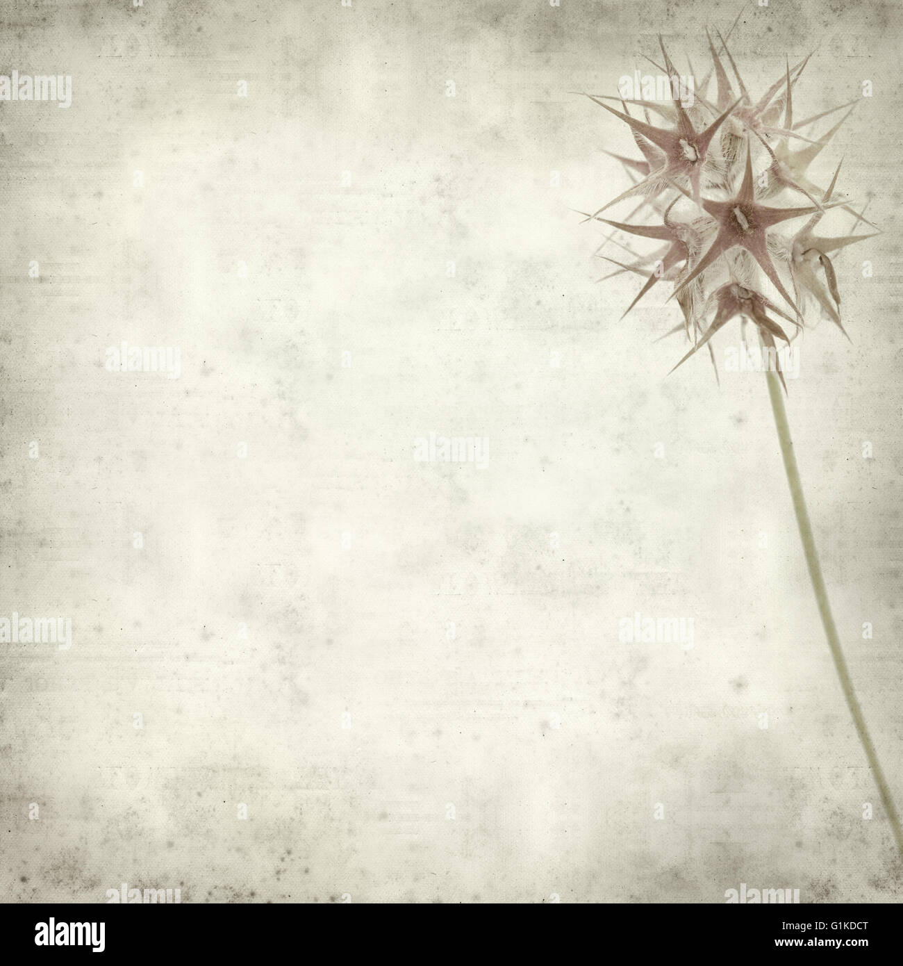 textured old paper background with starry clover, Trifolium stellatum ...