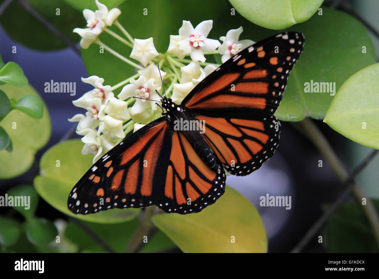 Hawaii background hi-res stock photography and images - Alamy