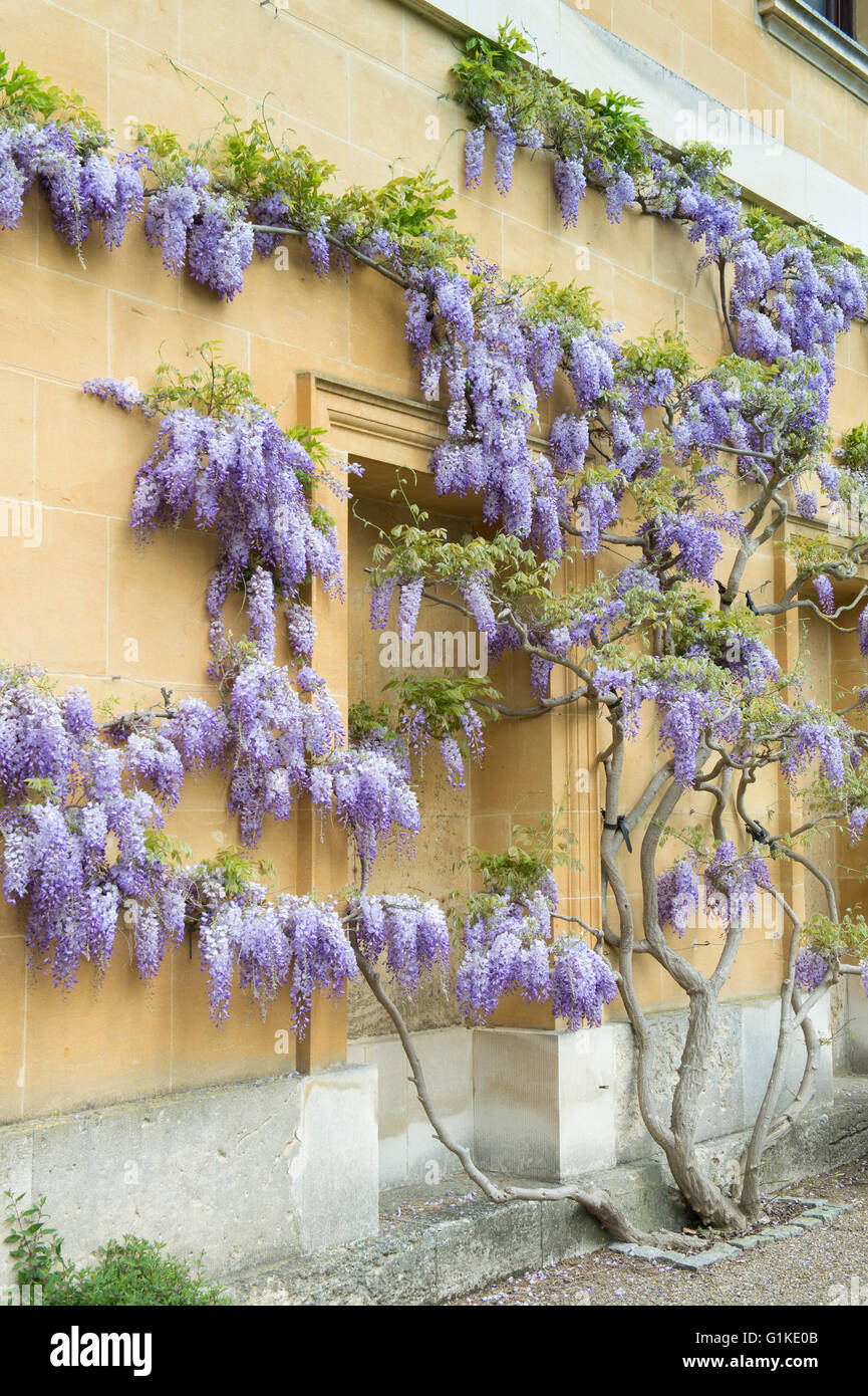 Wisteria on building hi-res stock photography and images - Alamy
